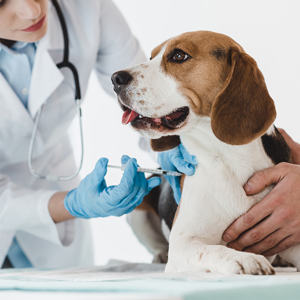 Material veterinario Desechable - Material Quirúrgico Veterinario